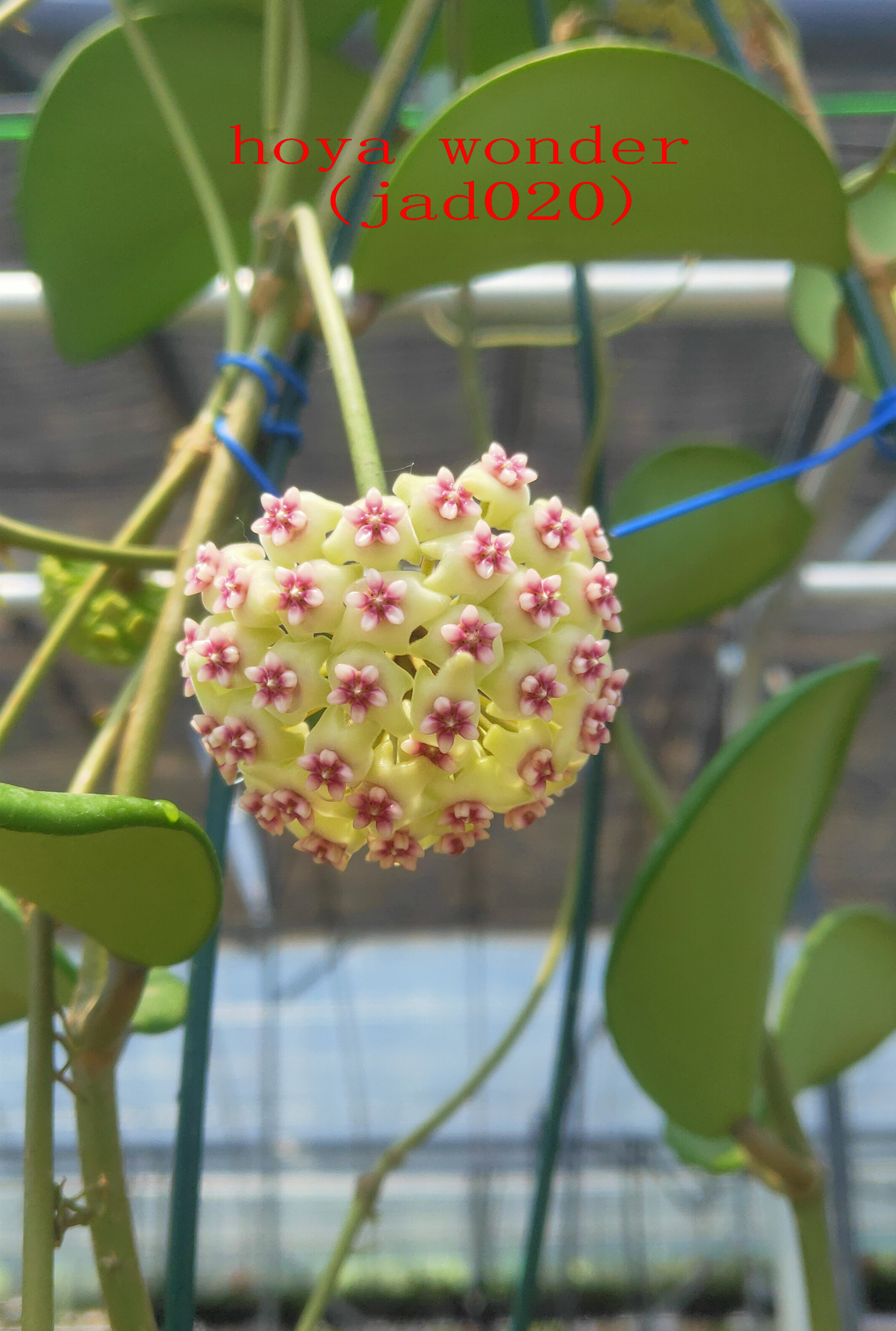 hoya wonder （jad020）,Hoya JAD