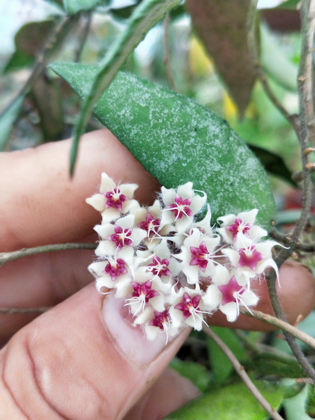 Hoya flagellata,Hoya