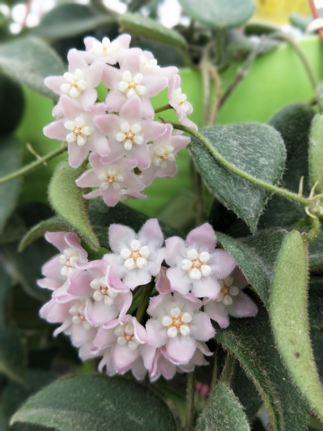 Hoya sp. EPC-215 (Hoya sp. aff. thomsonii),Hoya