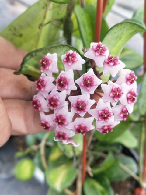 Hoya obovata variegata splash,Hoya