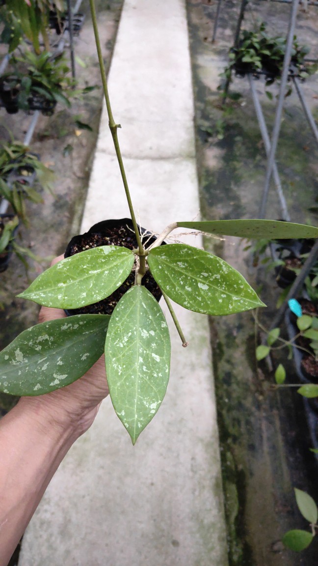 Hoya SP.para splash