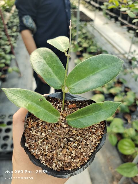 Hoya patella ssp.pink,Hoya