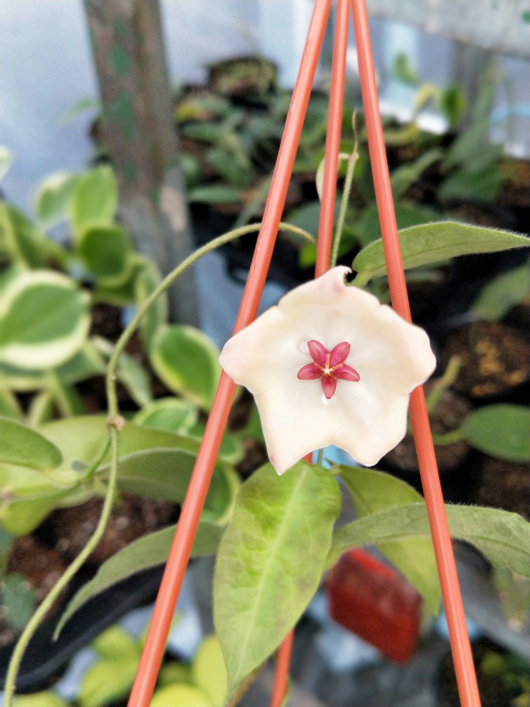 Hoya patella ssp.pink,Hoya