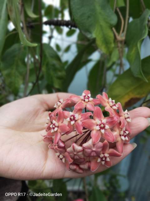 苏卡尔球兰小苗（ Hoya subcalva）