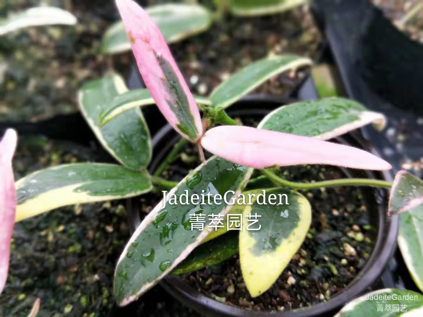 Hoya lyi "prism" (jad010)