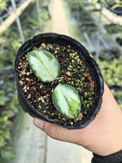 Hoya cv. mathilde variegata,Hoya