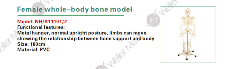 Female whole-body bone model,Skeletal model