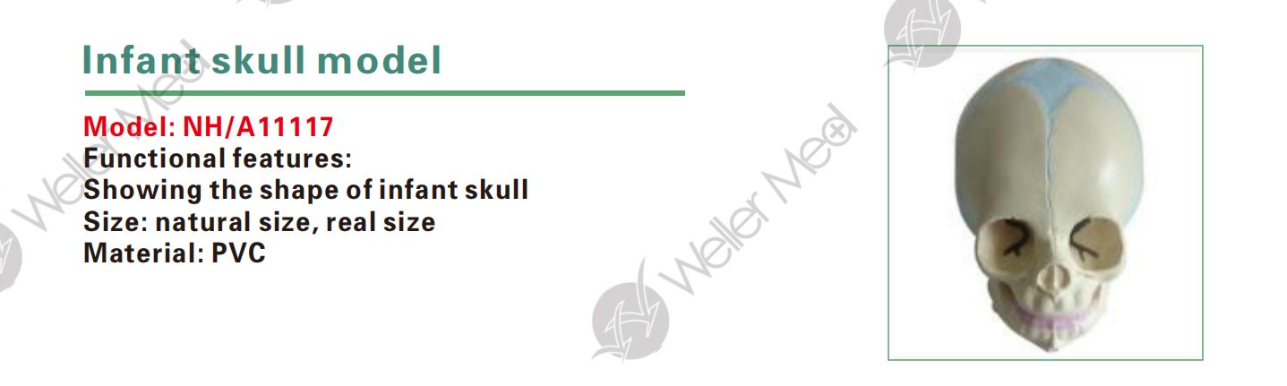 Infant skull model,Skeletal model