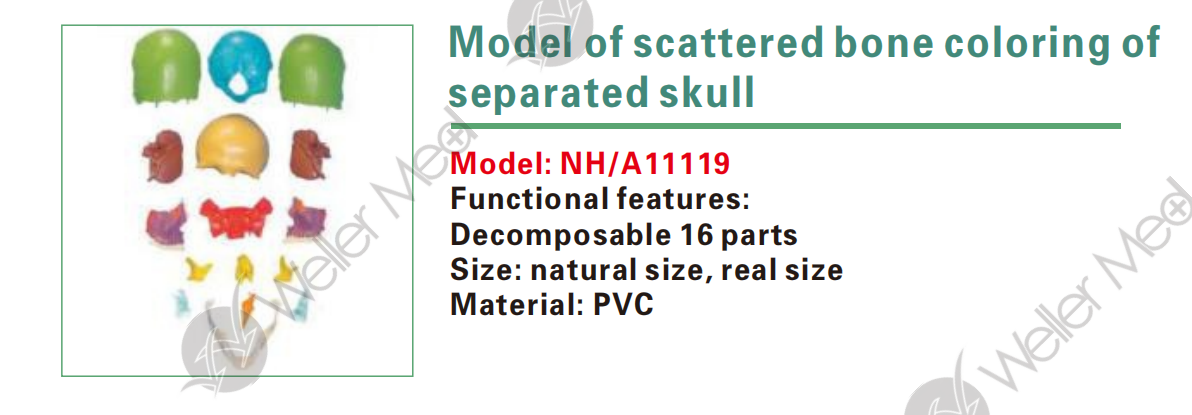 Model of scattered bone coloring of separated skull,Skeletal model