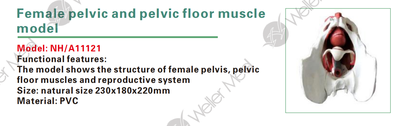 Female pelvic and pelvic floor muscle model,Skeletal model