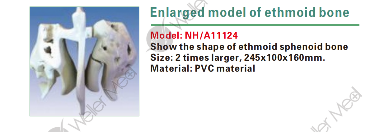 Enlarged model of ethmoid bone,Skeletal model