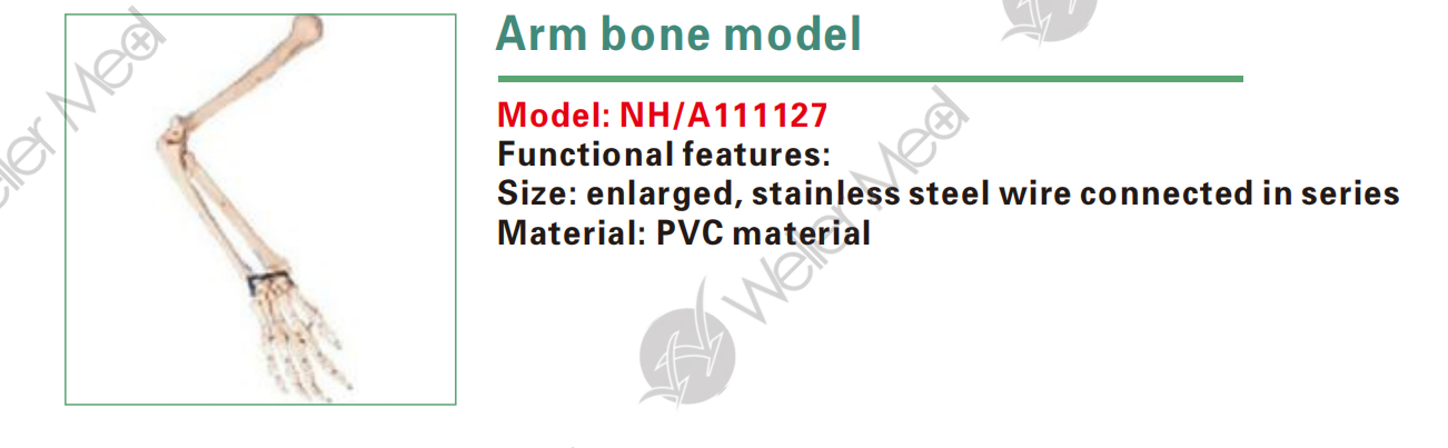 Arm bone model,Skeletal model