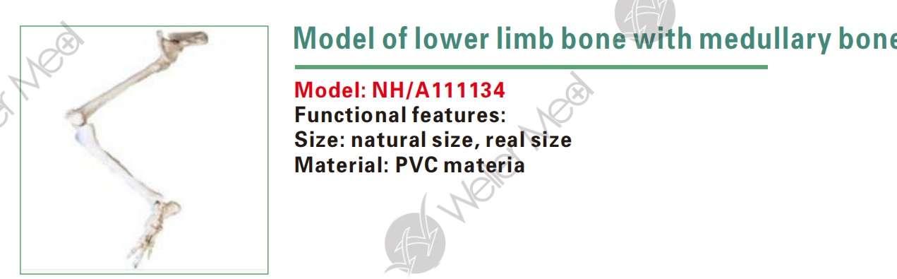 Model of lower limb bone with medullary bone,Skeletal model