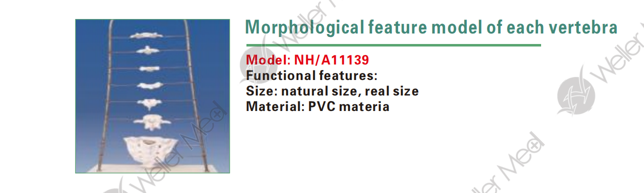 Morphological feature model of each vertebra,Skeletal model
