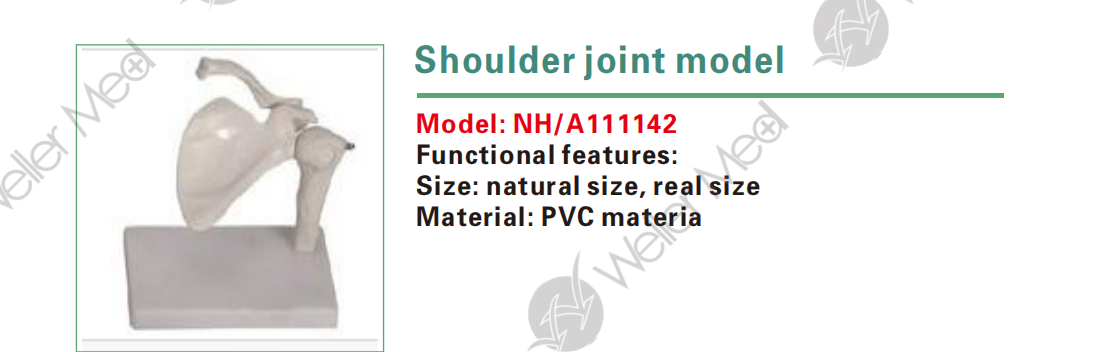 Shoulder joint model,Skeletal model
