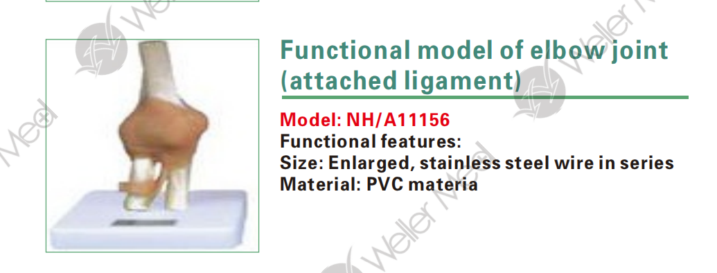 Functional model of elbow joint (attached ligament),Skeletal model