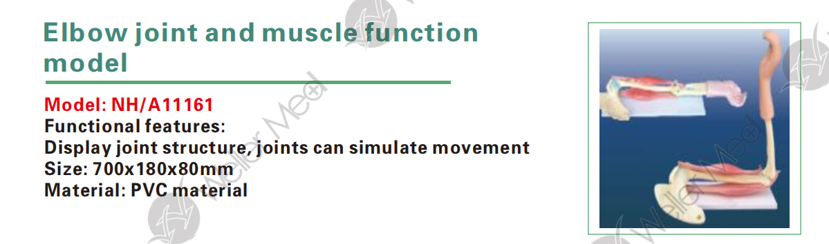 Elbow joint and muscle function model,Skeletal model
