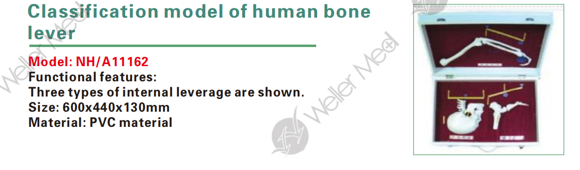 Classification model of human bone lever,Skeletal model
