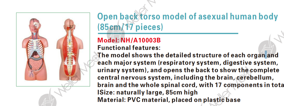 Open back torso model of asexual human body (85cm/17 pieces),Skeletal model