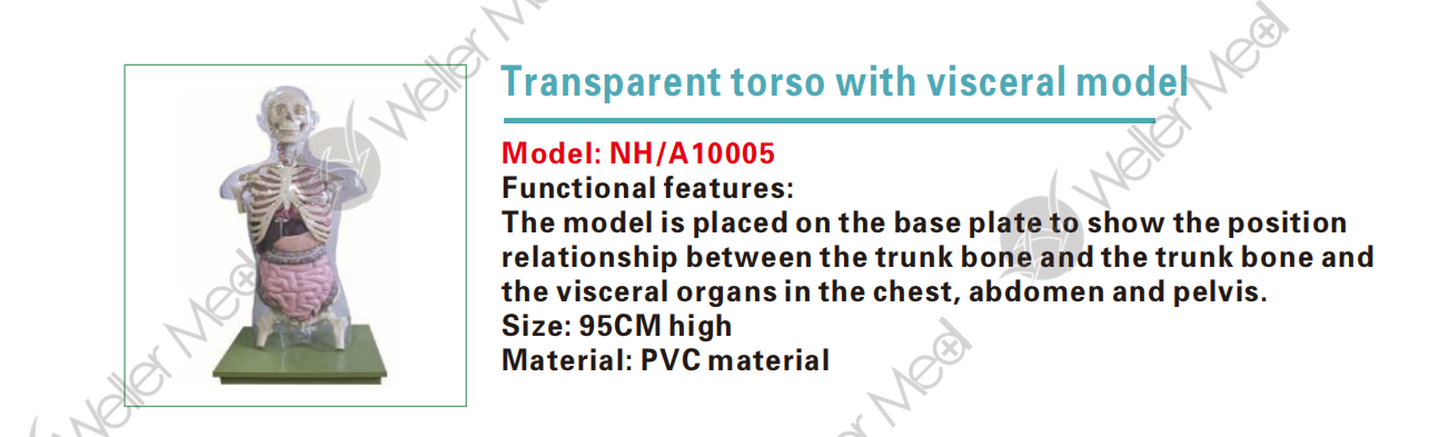 Transparent torso with visceral model,Skeletal model