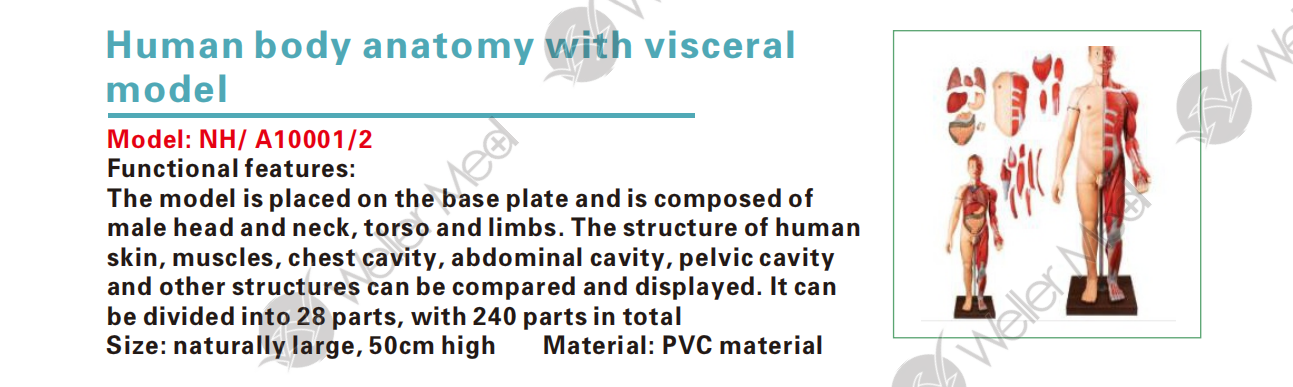 Human body anatomy with visceral model,Skeletal model