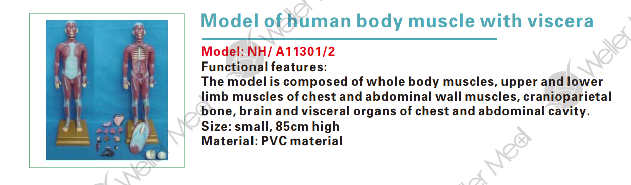 Model of human body muscle with viscera,Skeletal model