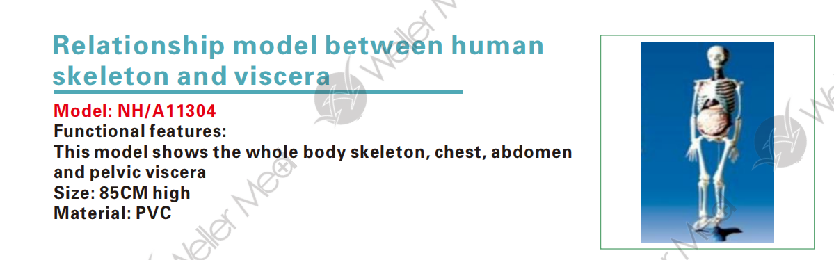 Relationship model between human skeleton and viscera Model:,Skeletal model
