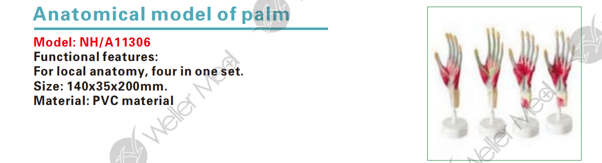 Anatomical model of palm,Skeletal model