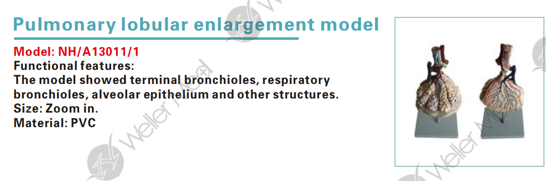 Pulmonary lobular enlargement model,Skeletal model