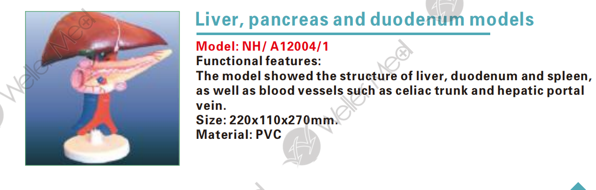 Liver, pancreas and duodenum models Model: NH/,Skeletal model