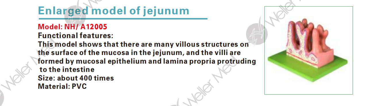 Enlarged model of jejunum,Skeletal model