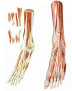The model of foot muscle with main vessels and nerves,Skeletal model