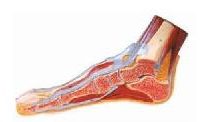 Arch model(Normal foot, flat foot, arched foot),Skeletal model