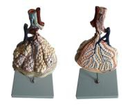 Pulmonary lobular enlargement model,Skeletal model