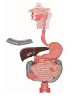 Digestive system model,Skeletal model