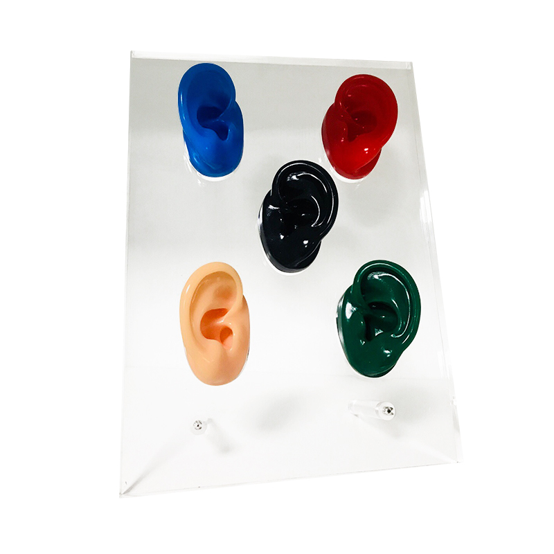 Five Ears Model Display,Ear model dispaly
