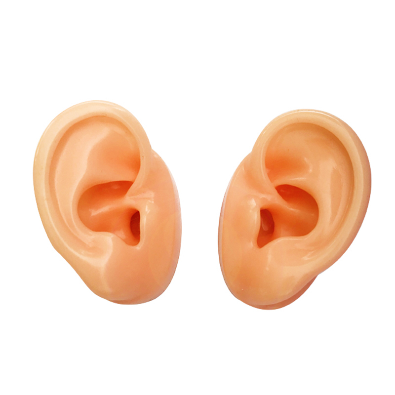 Silicone Ear Model-Beige,Ear model dispaly