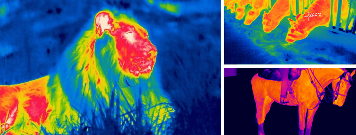 What is thermal imaging?