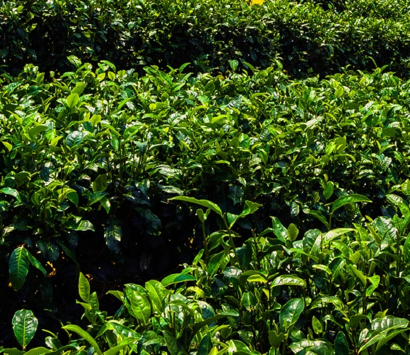 Savakoo Chinese Yingde black tea,Yinghong No.9 Kung Fu black tea 300g