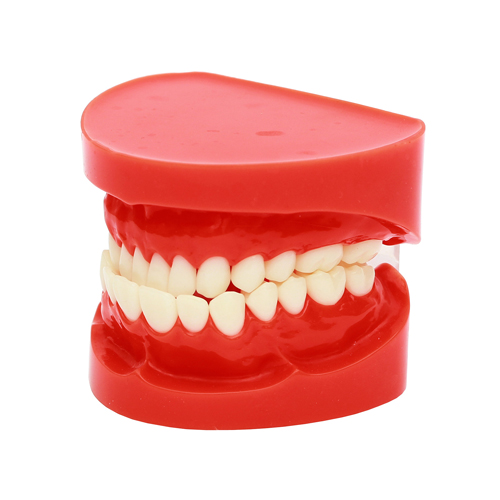 Dental Standard Teeth Tooth Model Anatomy Anatomical Denture #1,Dental ...