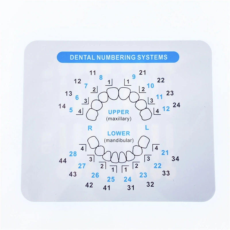 Dental Mould For Composite Resin Anterior Teeth Fast Quick Shaping ...