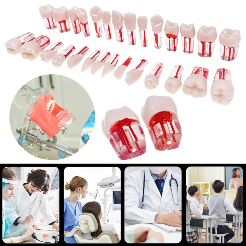 28Pcs/Set Dental Endo Root Canal Endodontic Teeth Teach Model Resin ...