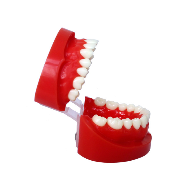 Dental Standard Teeth Tooth Model Anatomy Anatomical Denture #1