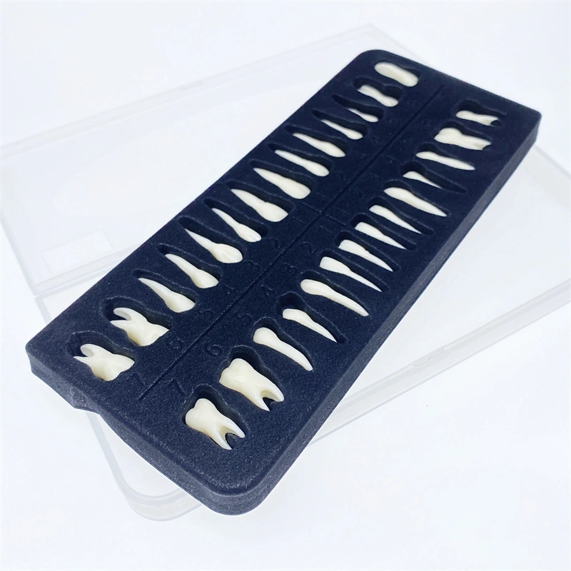 T24 Dental Permanent Resin Teeth Model Discrete Tooth Model with Root ...