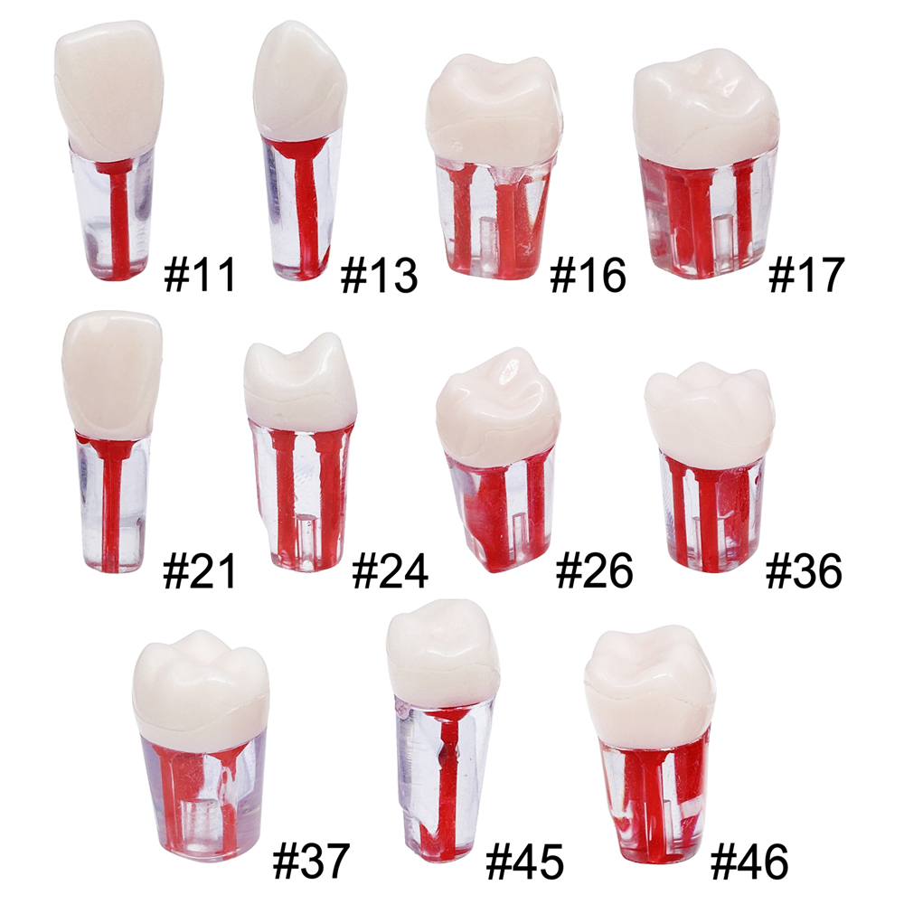 10Pcs Dental Endo Root Canal Teeth Model Study RCT Practice Typodont Model