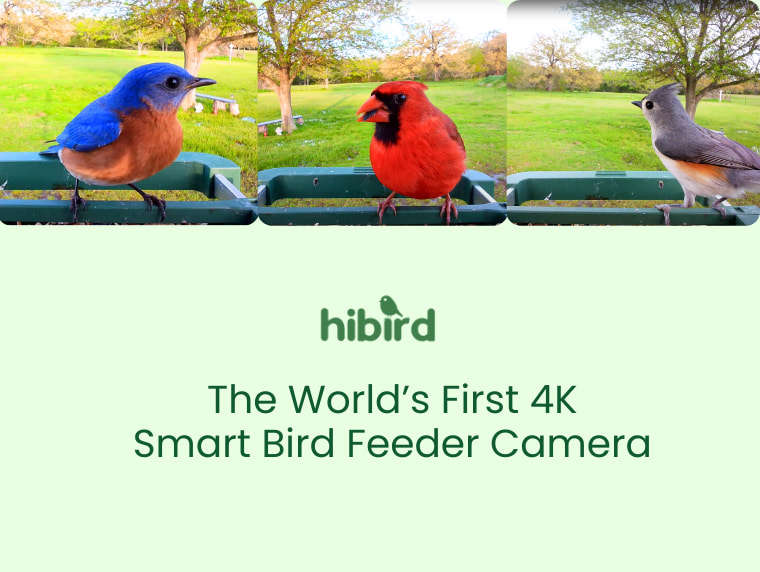 Hibird Smart Bird Feeder Camera FAQ