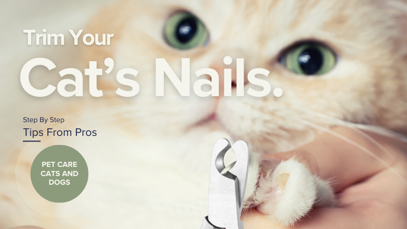How to Trim Your Cat’s Nails: A Comprehensive Guide