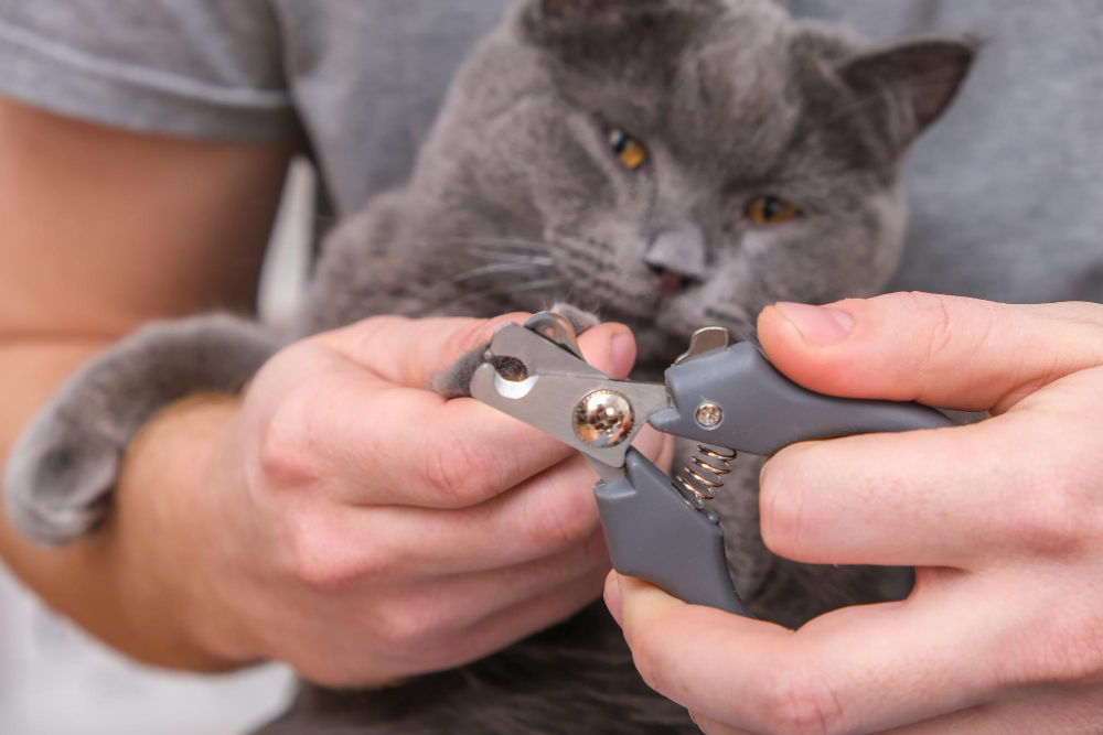 How to Trim Your Cat’s Nails: A Comprehensive Guide