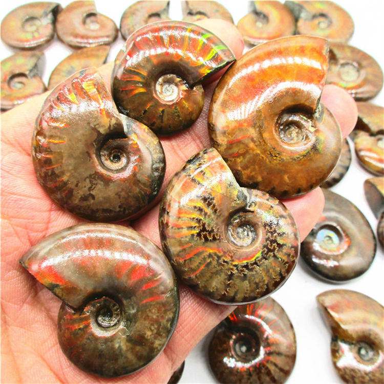 Natural colorful snail fossil