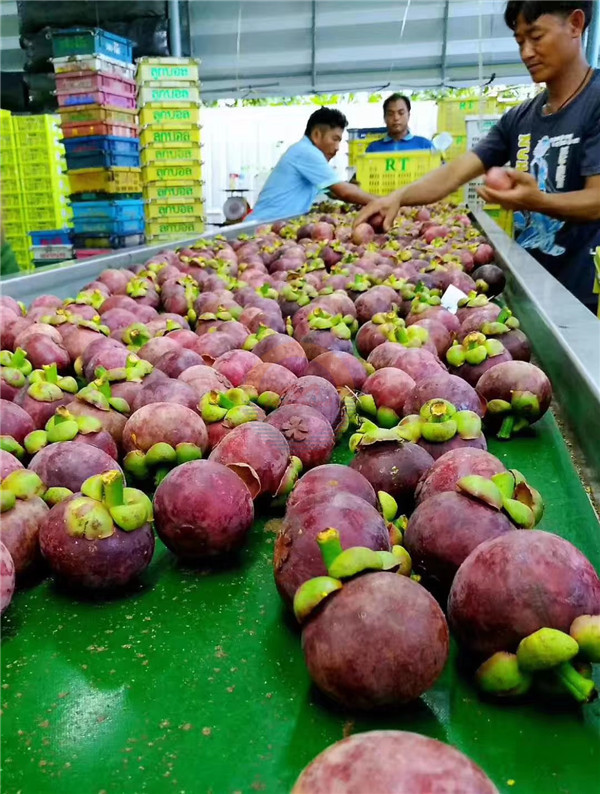 Automatic fruits and vegetables weight sorting grading machine mango ...